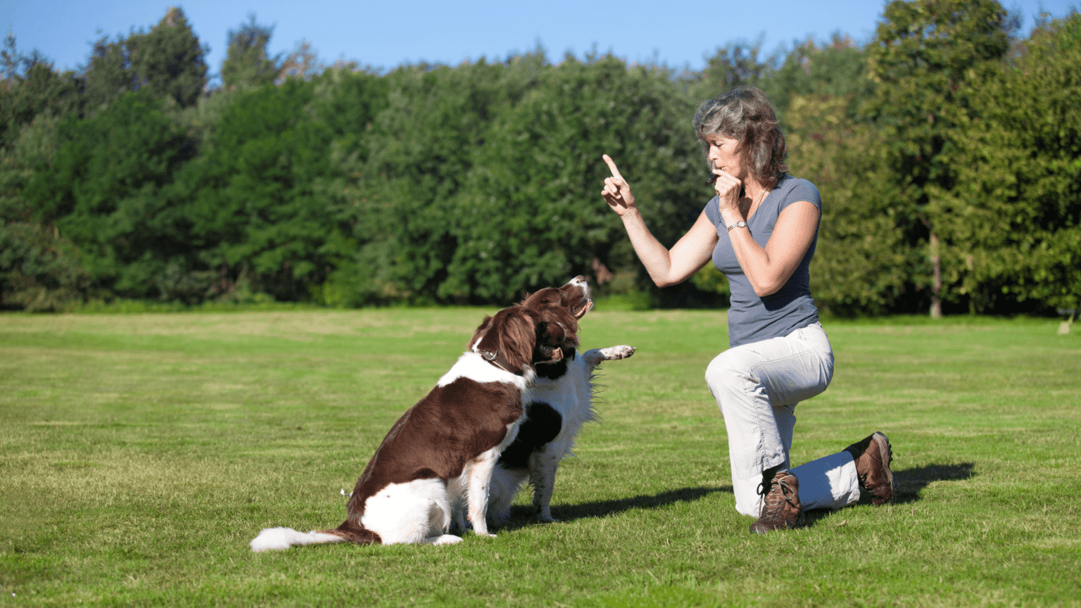 9 Best Silent Dog Whistle To Stop Barking And Training Review