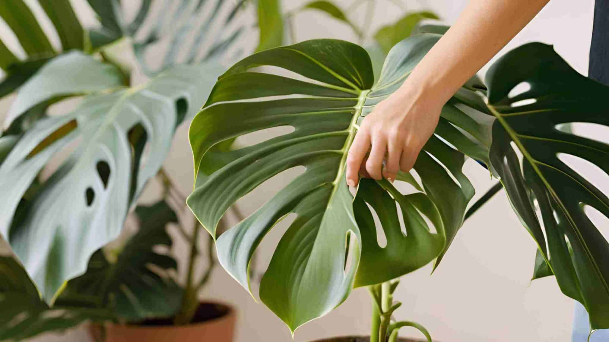 7 Steps To Trim Monstera Deliciosa Without Damaging It (Latest Guide!)